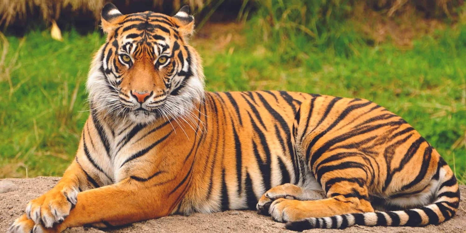 Winter Safaris In India | Top 8 Wildlife Escapes